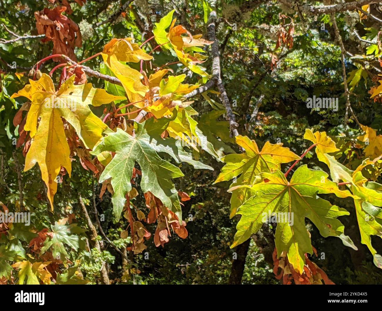 bigleaf maple (Acer macrophyllum Stock Photo - Alamy