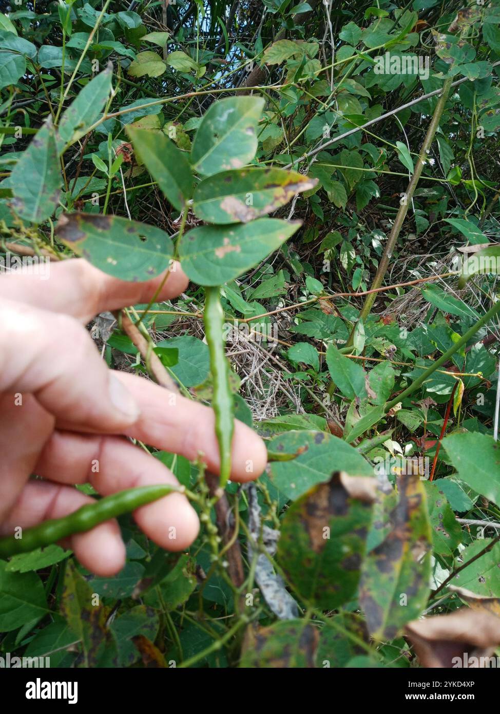 American groundnut (Apios americana Stock Photo - Alamy