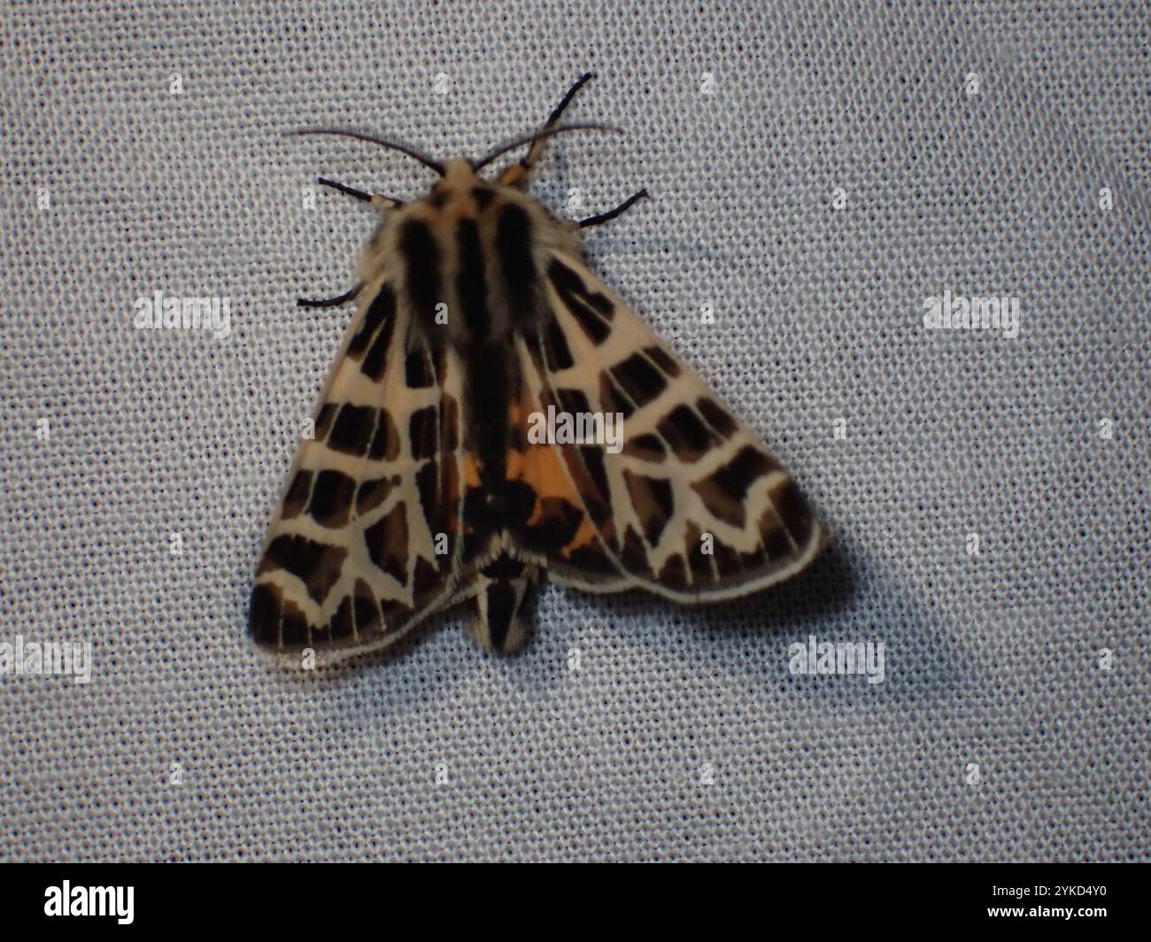 Ornate Tiger Moth (Apantesis ornata Stock Photo - Alamy