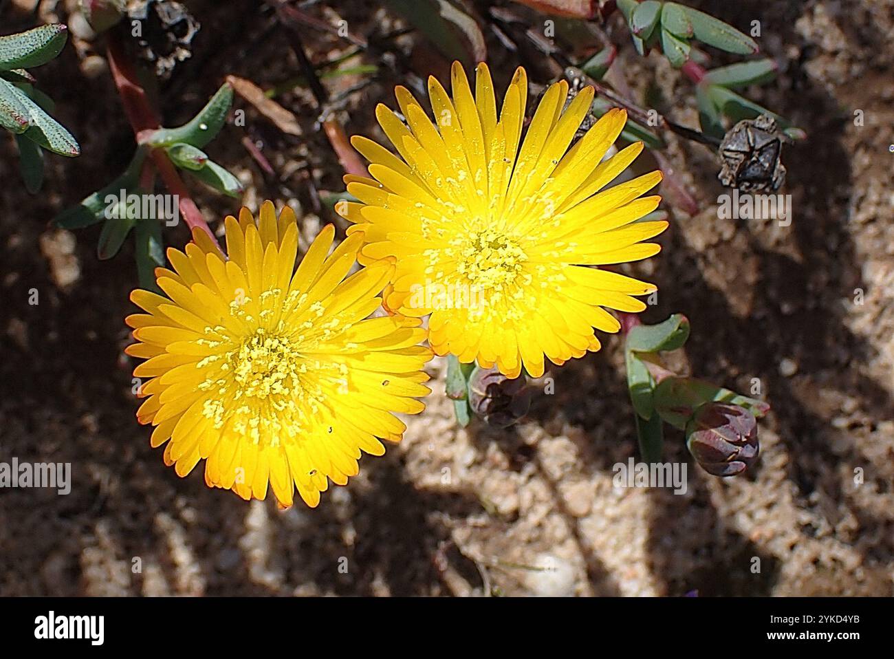 Lampranthus glaucus hi-res stock photography and images - Alamy