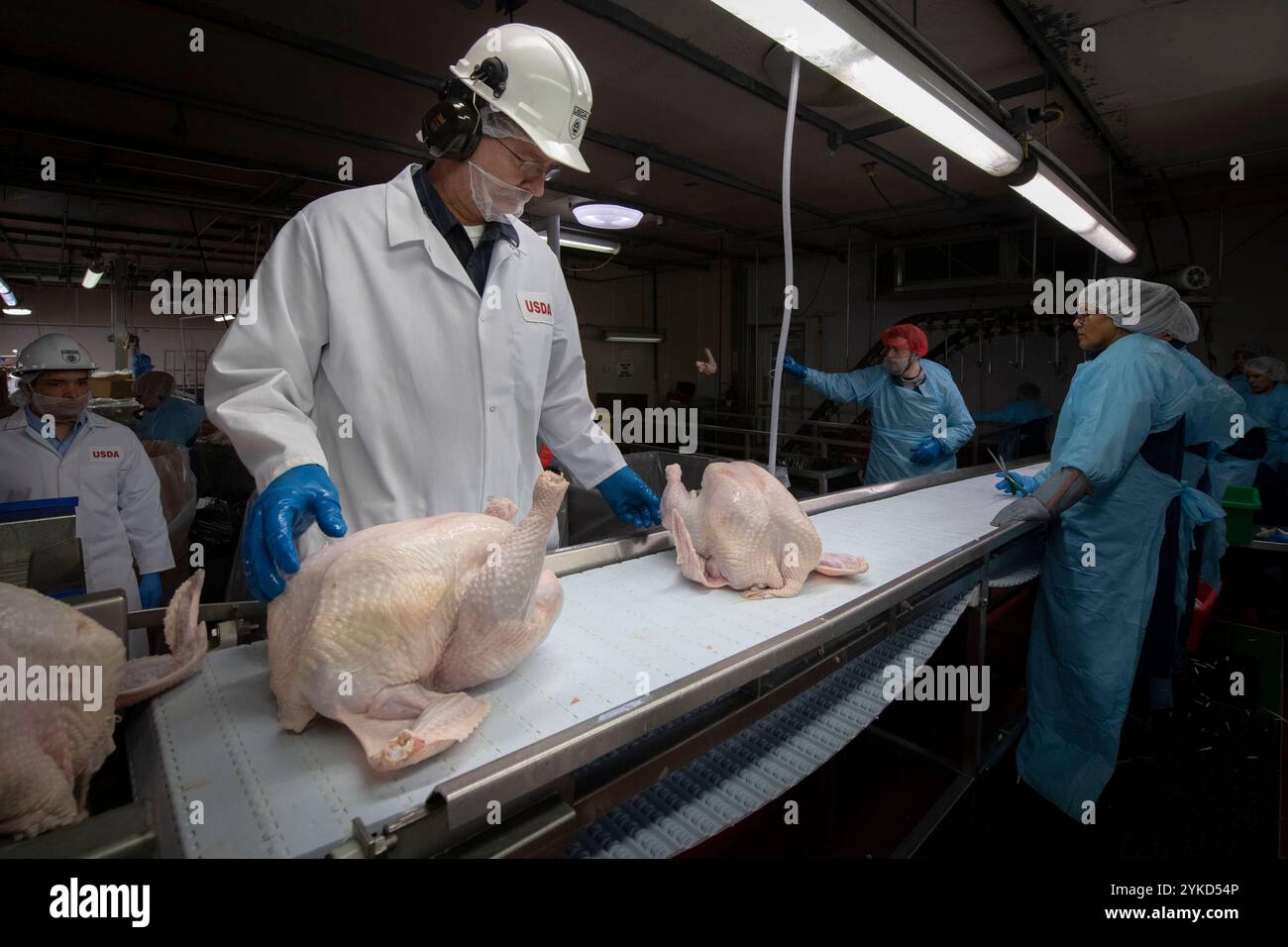Turkey inspection and production at a U.S. poultry processor Stock ...