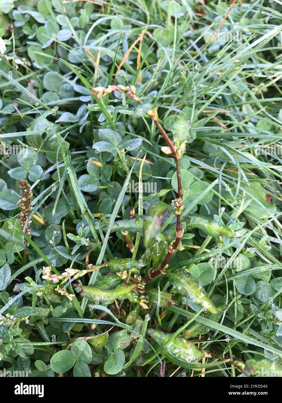 waterpepper (Persicaria hydropiper Stock Photo - Alamy