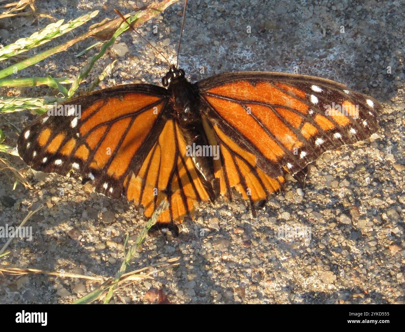 Viceroy (Limenitis archippus Stock Photo - Alamy