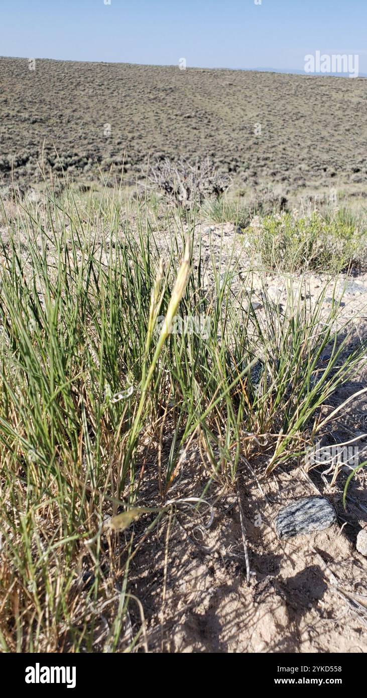 Saltgrass (Distichlis spicata Stock Photo - Alamy