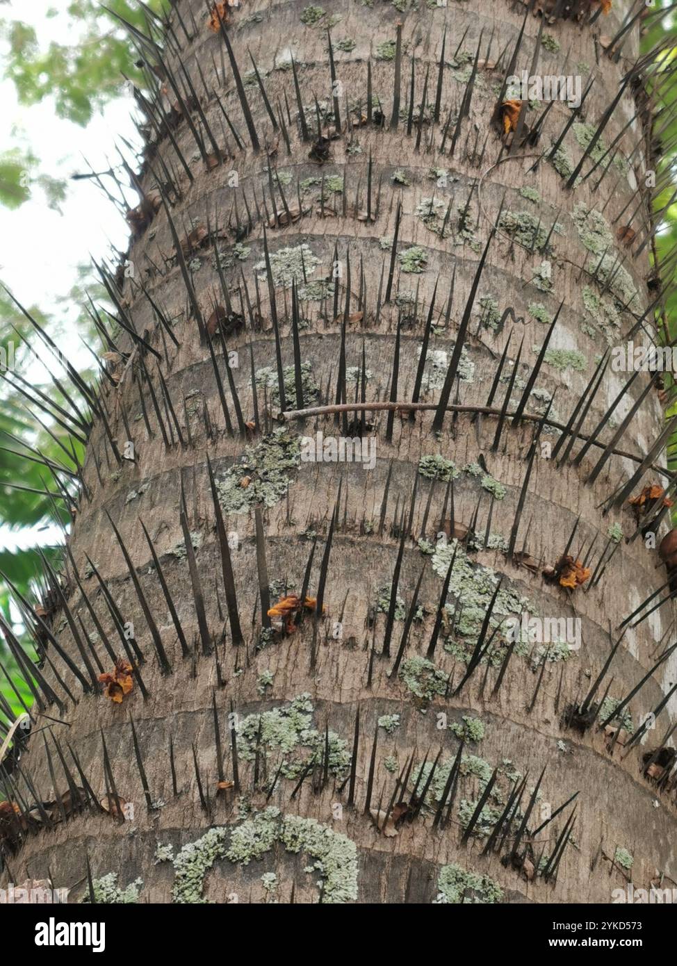 Acrocomia aculeata hi-res stock photography and images - Alamy