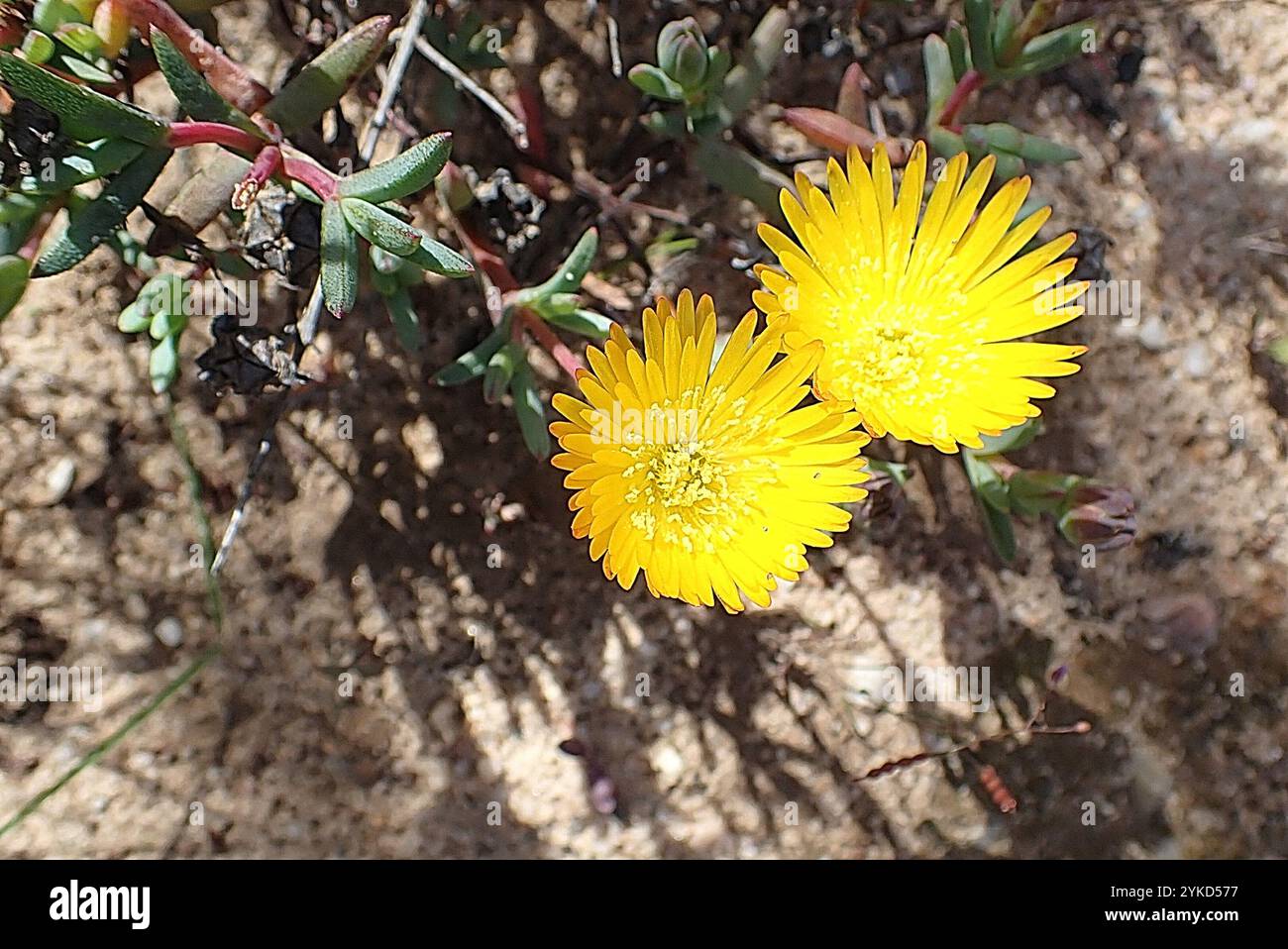 Lampranthus glaucus hi-res stock photography and images - Alamy