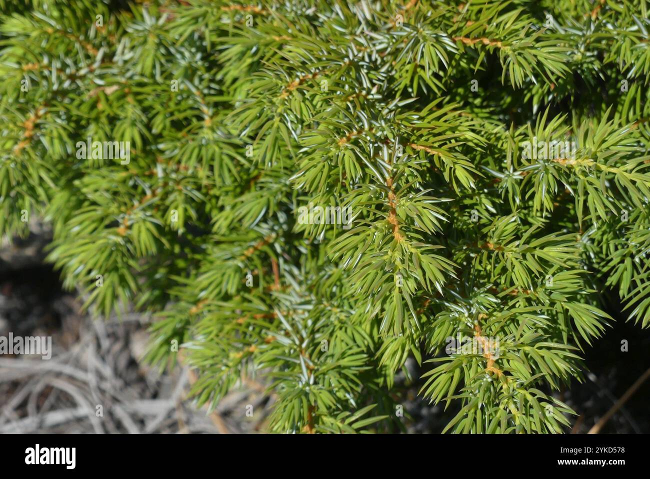 common juniper (Juniperus communis Stock Photo - Alamy
