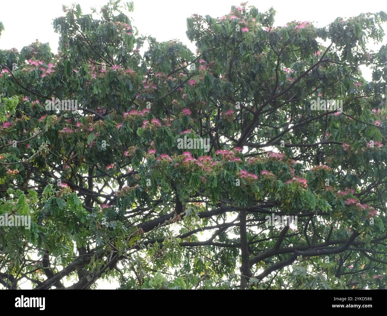 Monkey pod tree (Samanea saman Stock Photo - Alamy