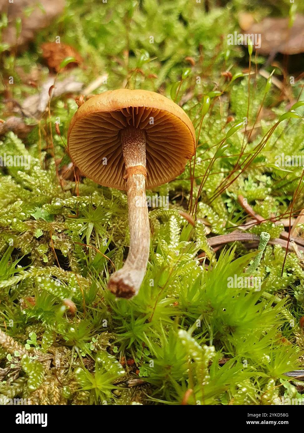 Funeral Bell (Galerina marginata Stock Photo - Alamy