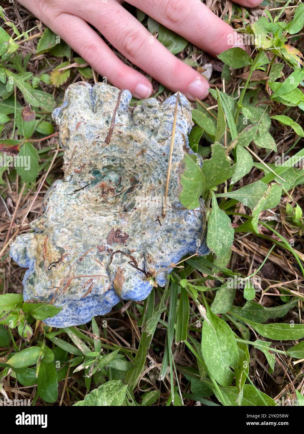 indigo milk cap (Lactarius indigo Stock Photo - Alamy