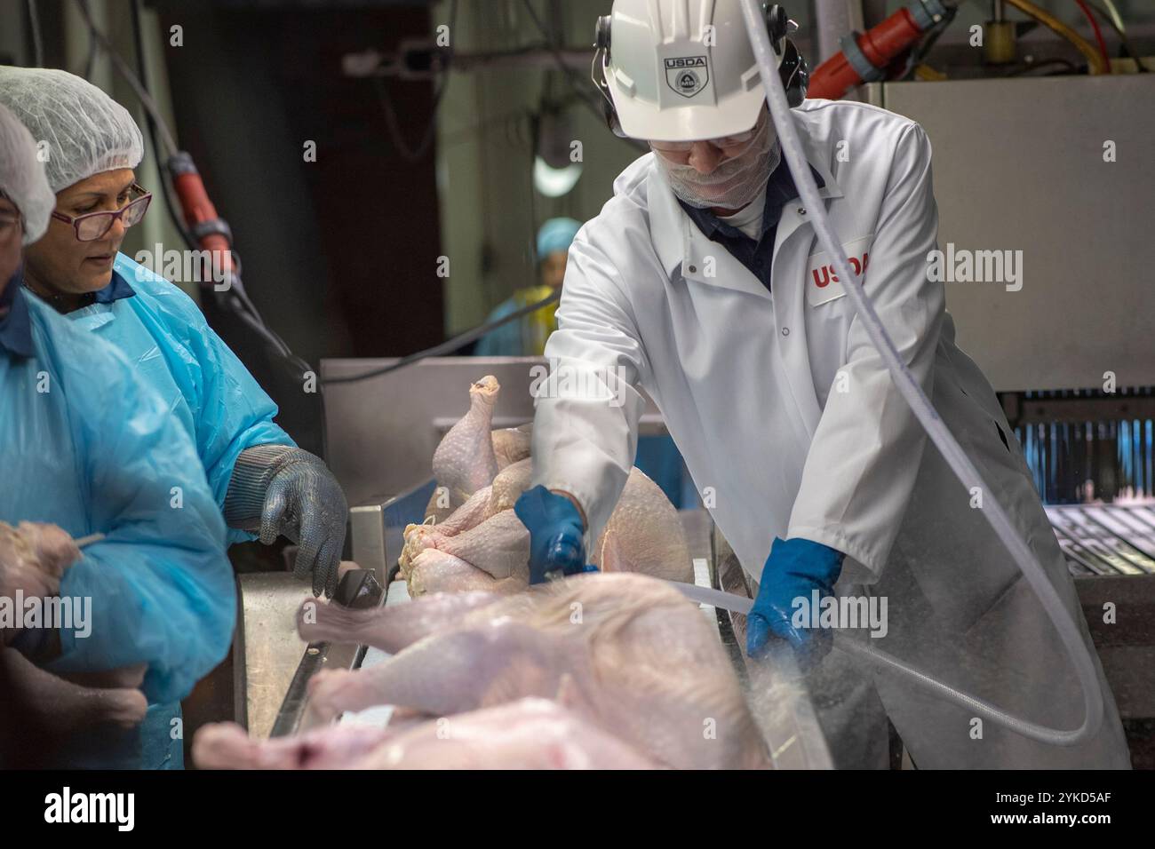 Turkey inspection and production at a U.S. poultry processor Stock ...