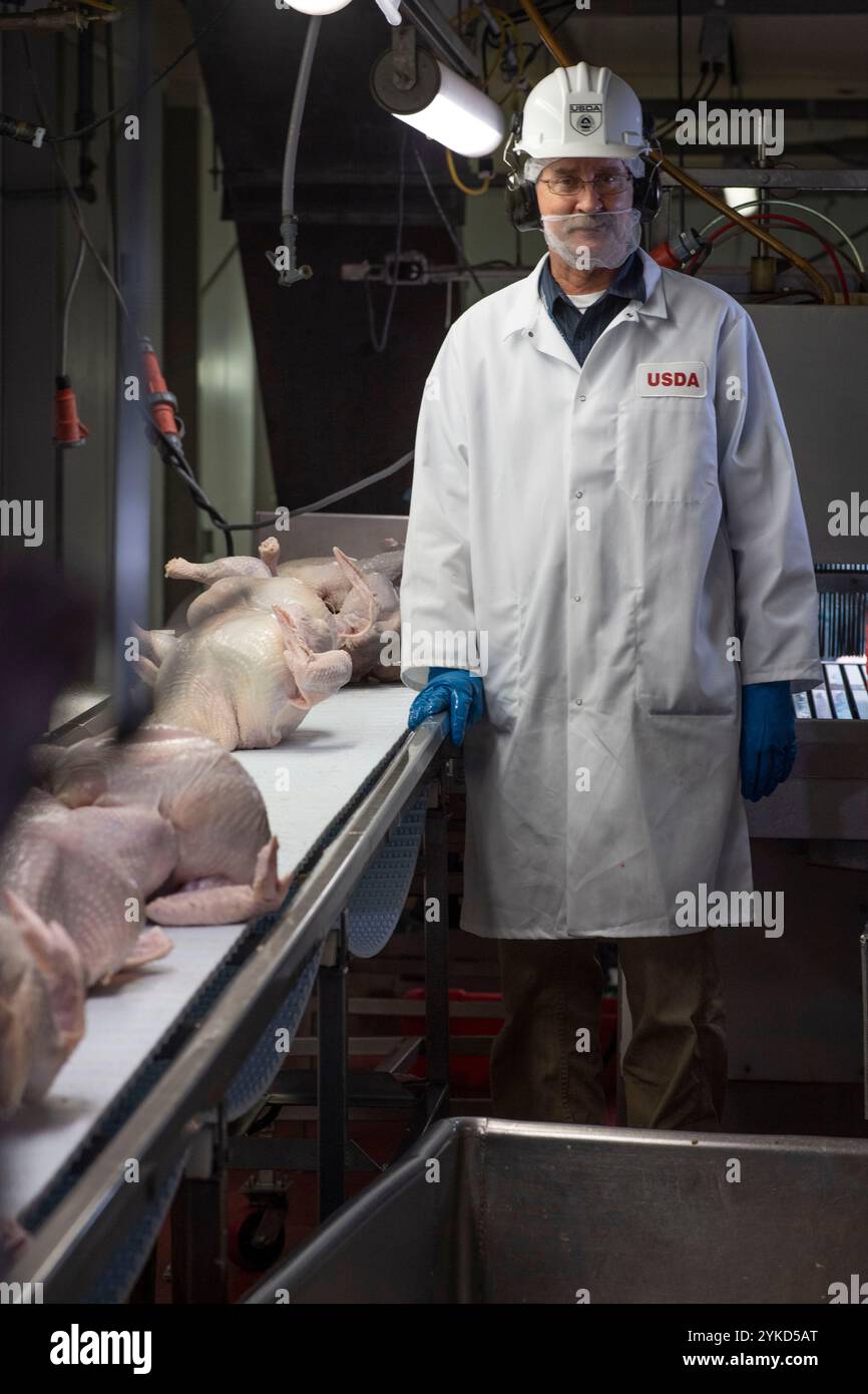 Turkey inspection and production at a U.S. poultry processor Stock ...