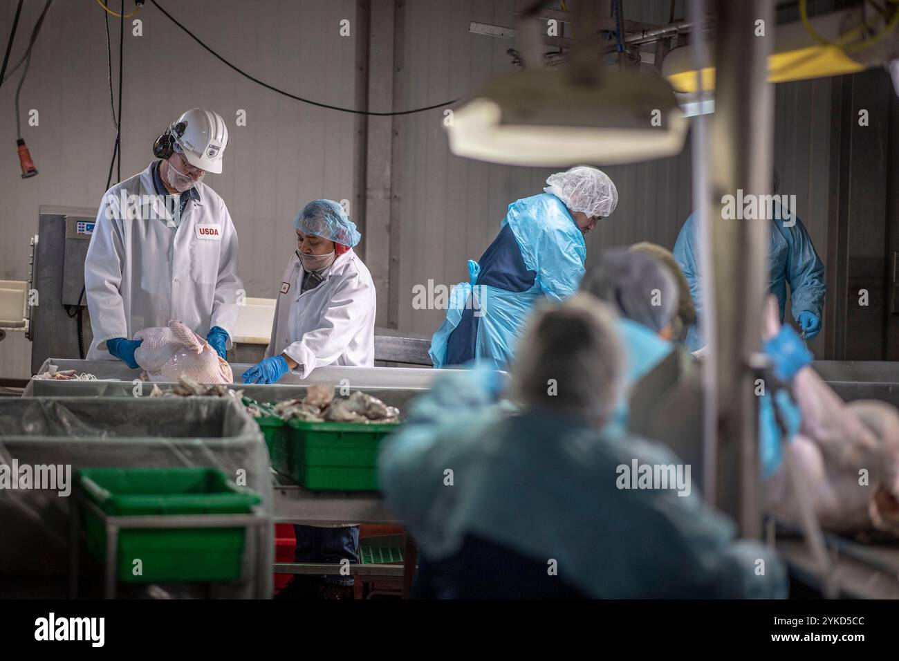 Turkey inspection and production at a U.S. poultry processor Stock ...
