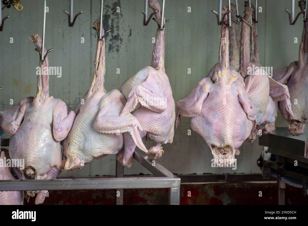 Poultry inspector hi-res stock photography and images - Alamy