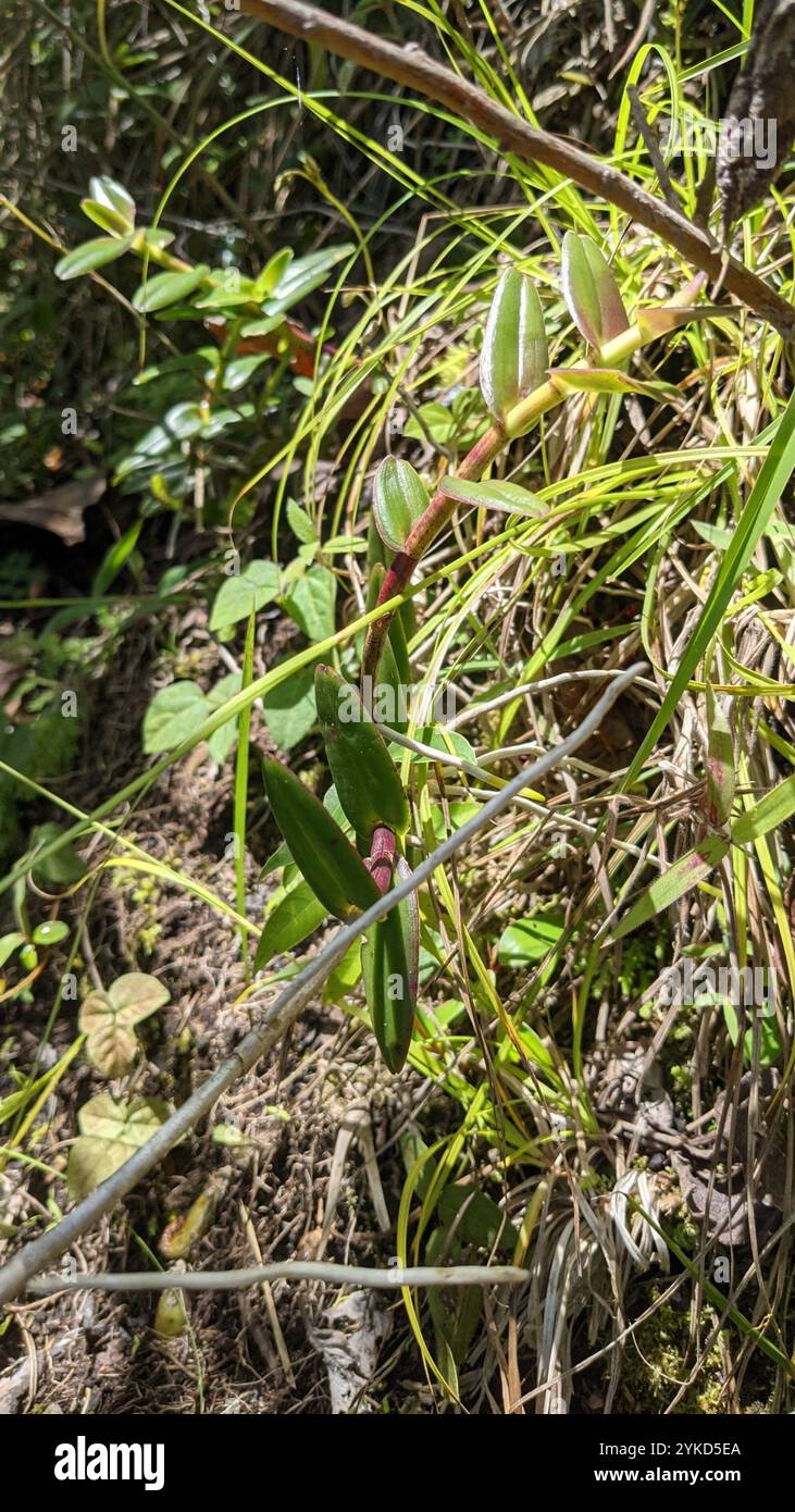 Fire-star orchid (Epidendrum radicans Stock Photo - Alamy