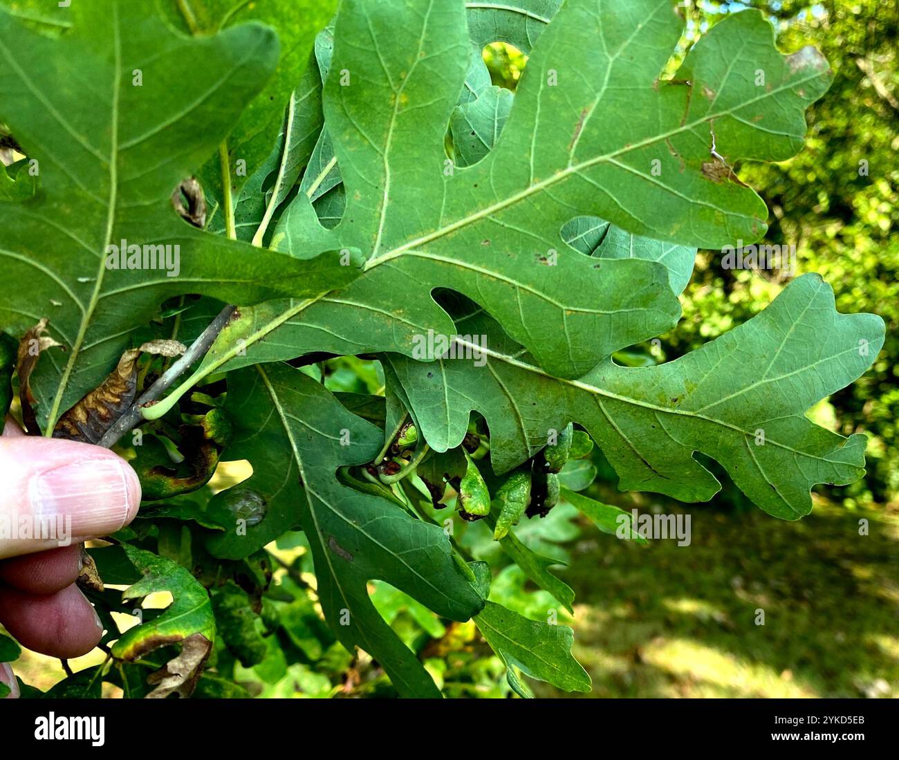 white oak (Quercus alba Stock Photo - Alamy