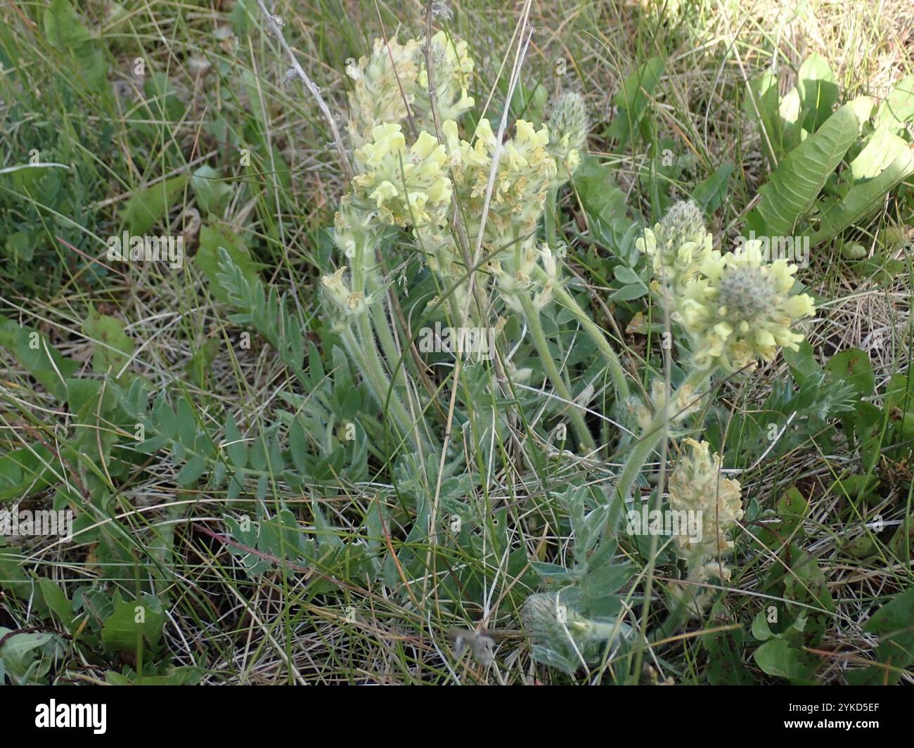 Field oxytropis hi-res stock photography and images - Alamy