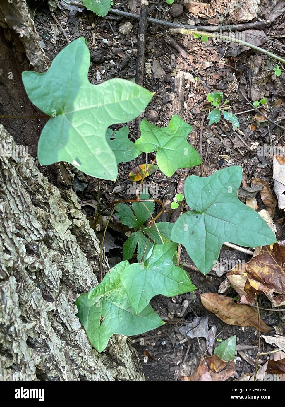 moonseed (Menispermum canadense Stock Photo - Alamy