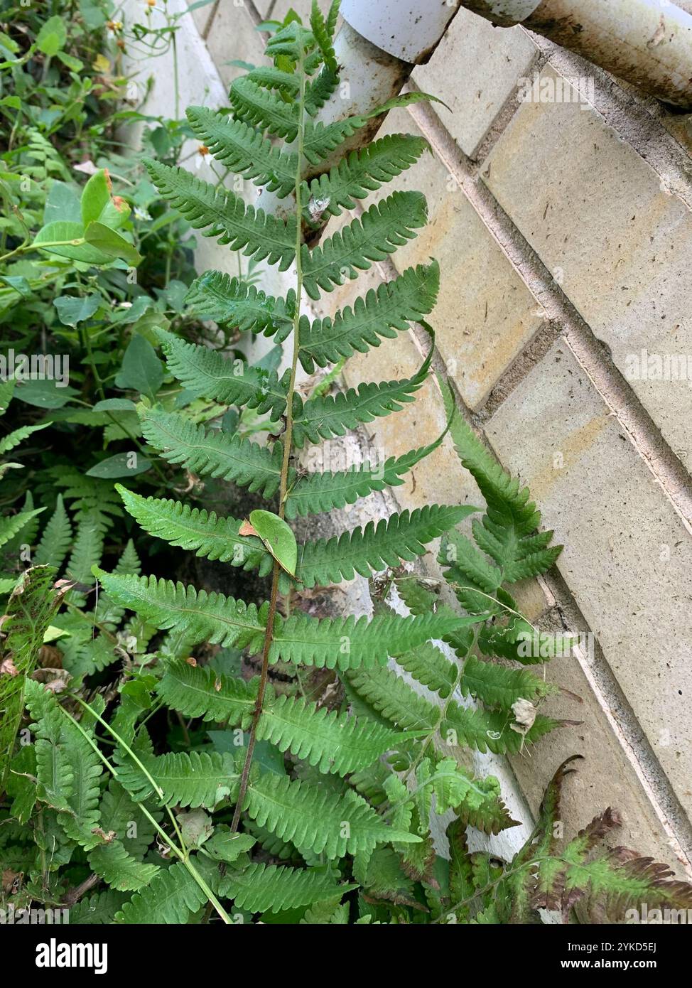 Soft Fern (Christella dentata Stock Photo - Alamy