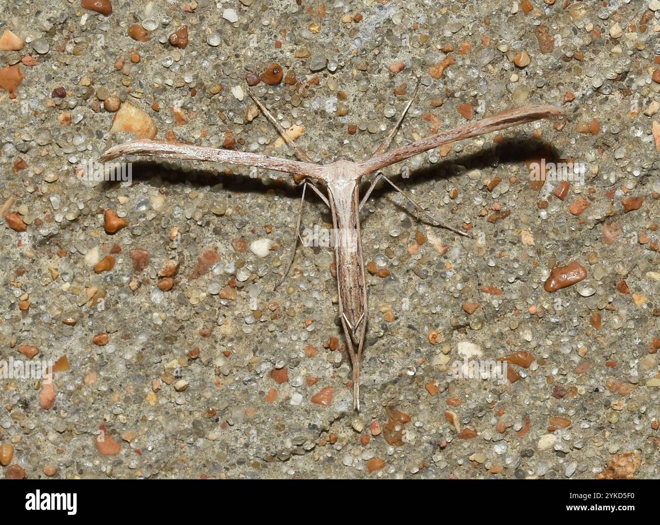 Morning-glory Plume Moth (Emmelina monodactyla Stock Photo - Alamy