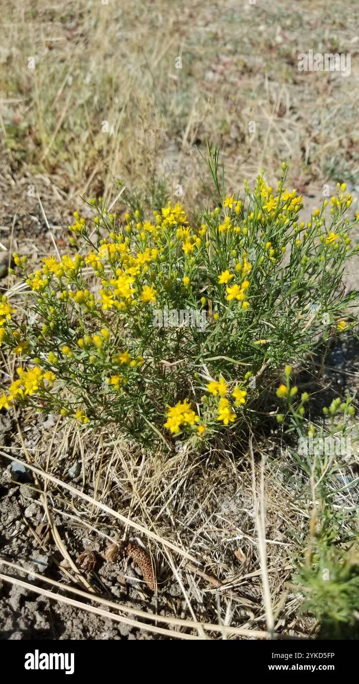 Broom Snakeweed (Gutierrezia sarothrae Stock Photo - Alamy