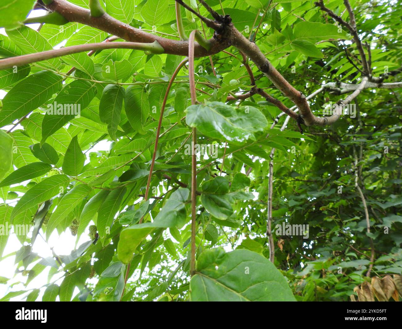 Ailanthus Leafcurl Mite (Aculops ailanthii Stock Photo - Alamy