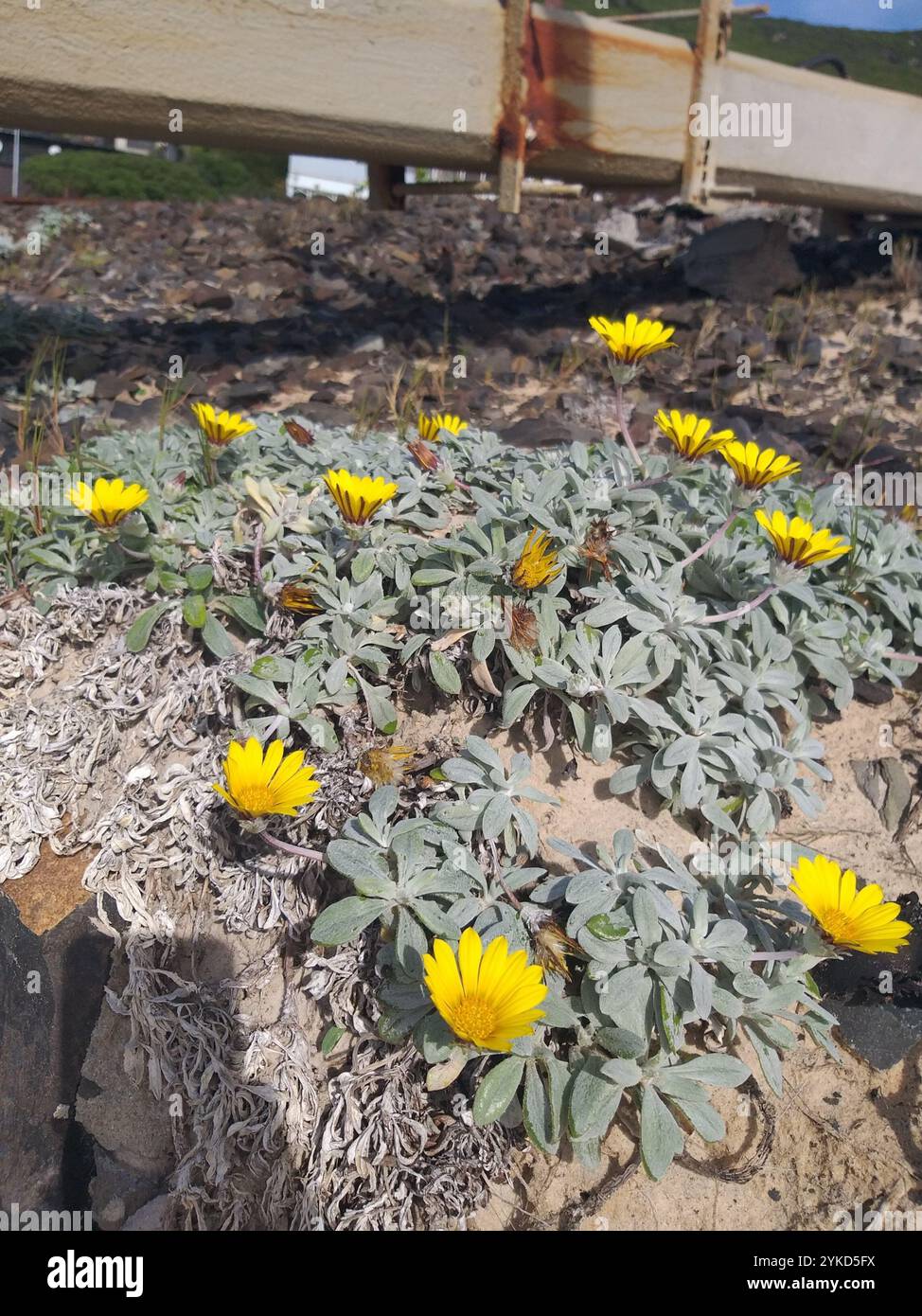 Greyleaf Trailing Gazania (Gazania rigens leucolaena Stock Photo - Alamy
