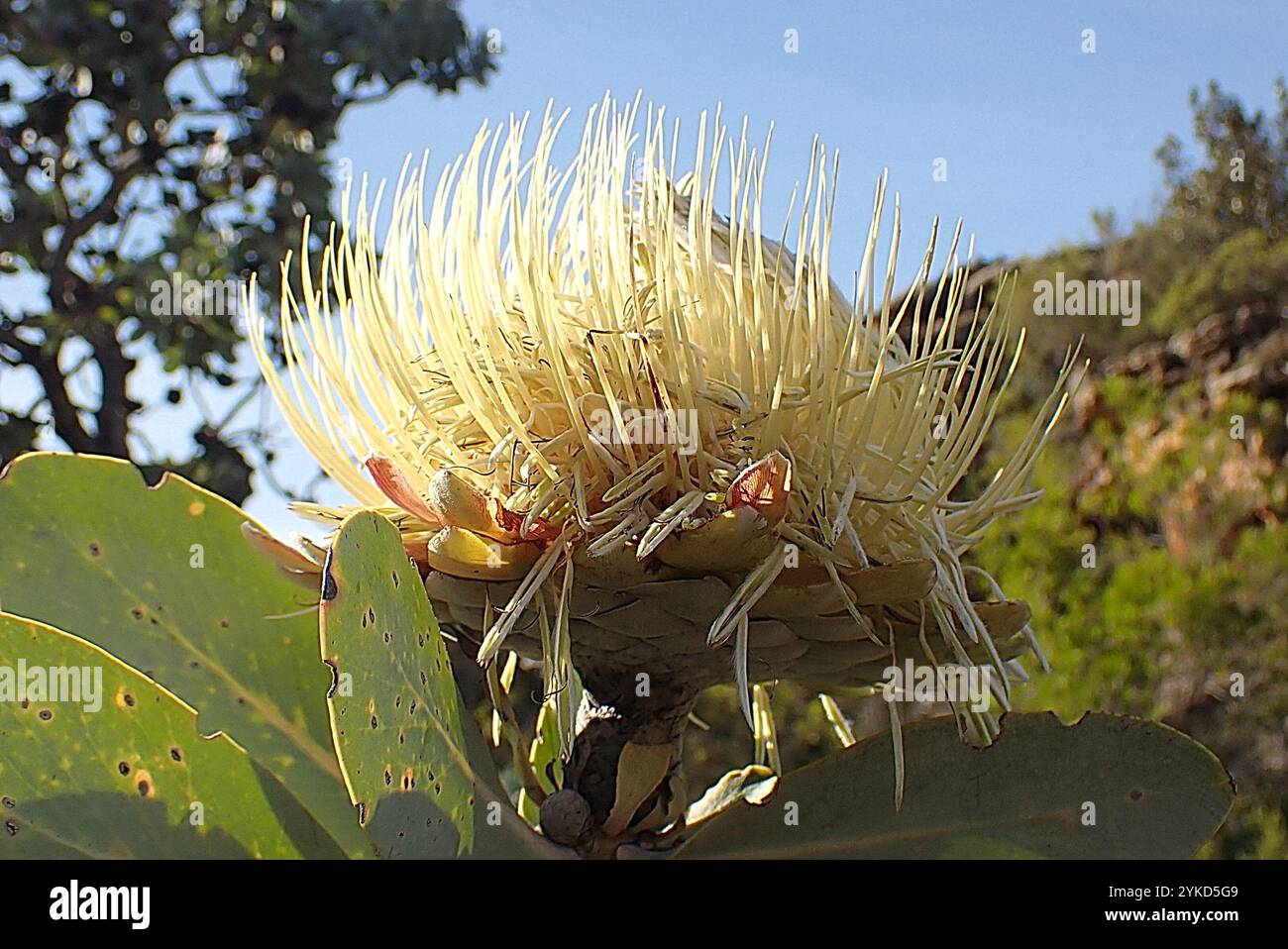 Wagon Tree (Protea nitida Stock Photo - Alamy