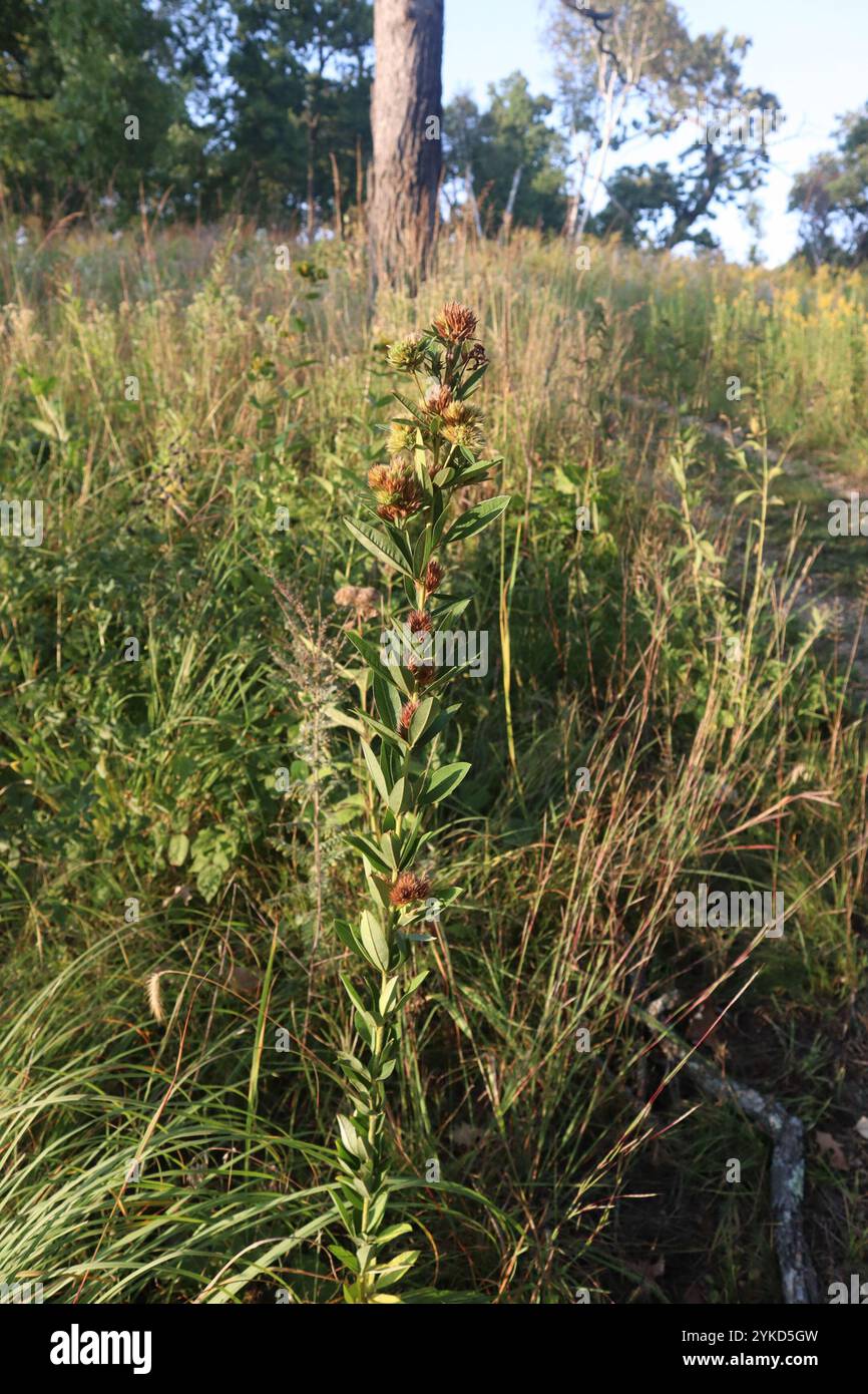 round-headed bush clover (Lespedeza capitata Stock Photo - Alamy