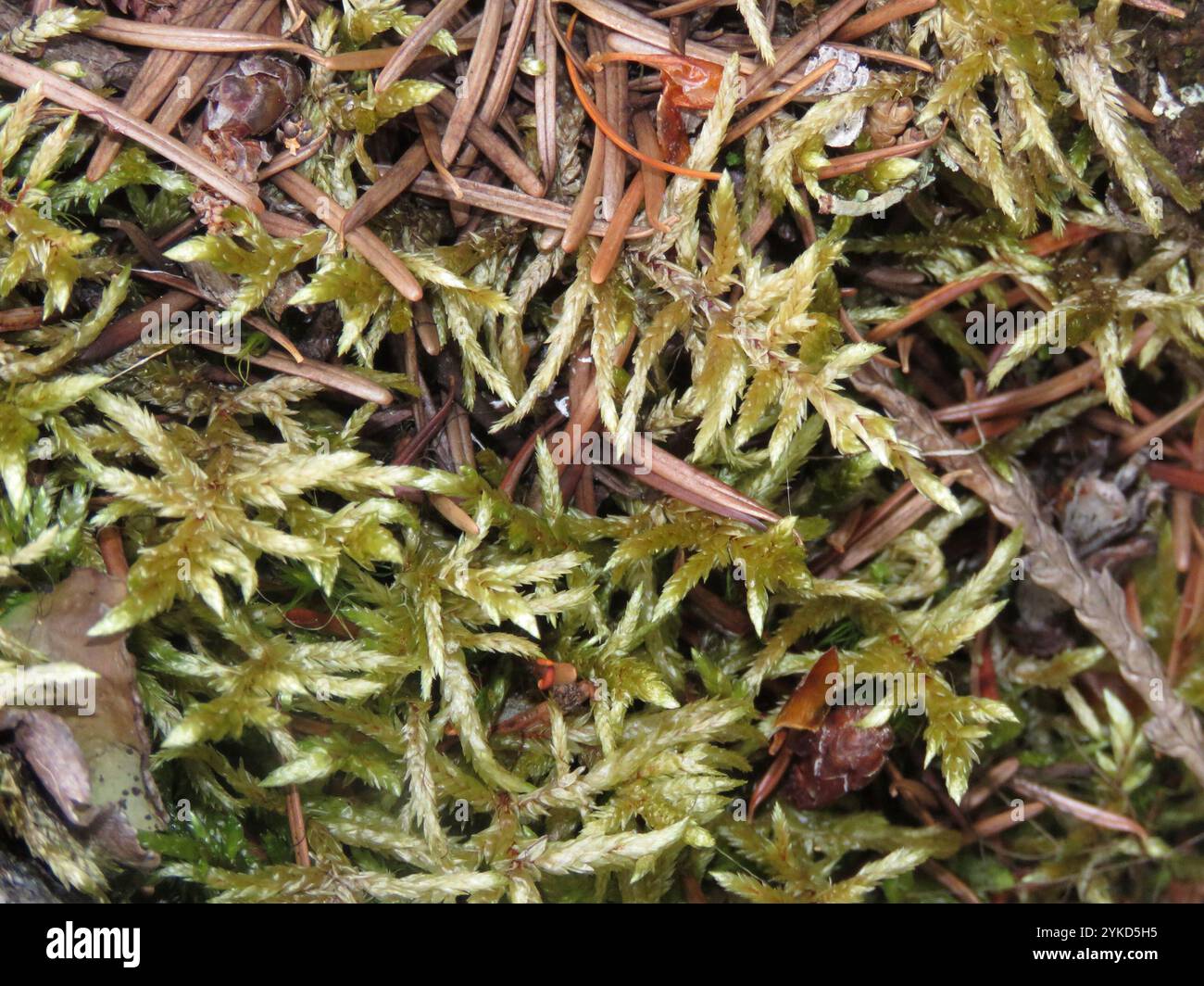 Red-stemmed Feather Moss (Pleurozium schreberi Stock Photo - Alamy