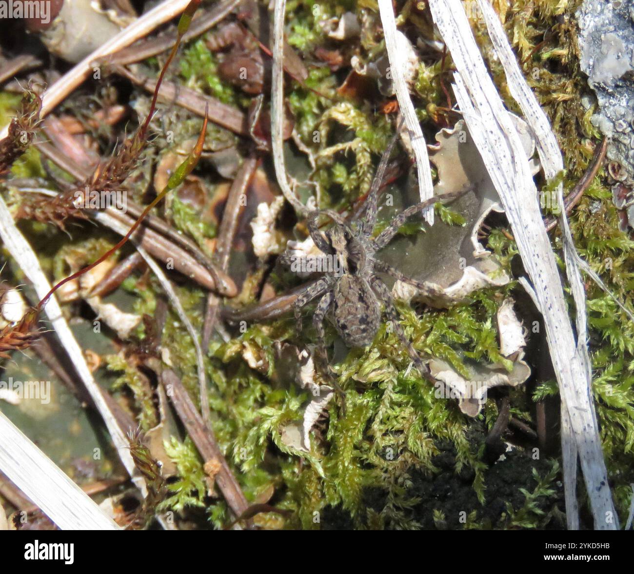 Thin-legged Wolf Spiders (Pardosa Stock Photo - Alamy