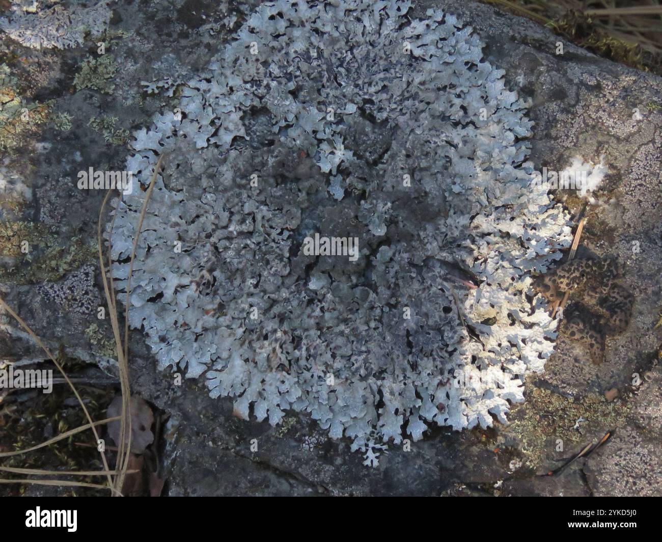 shield lichen (Parmelia sulcata Stock Photo - Alamy