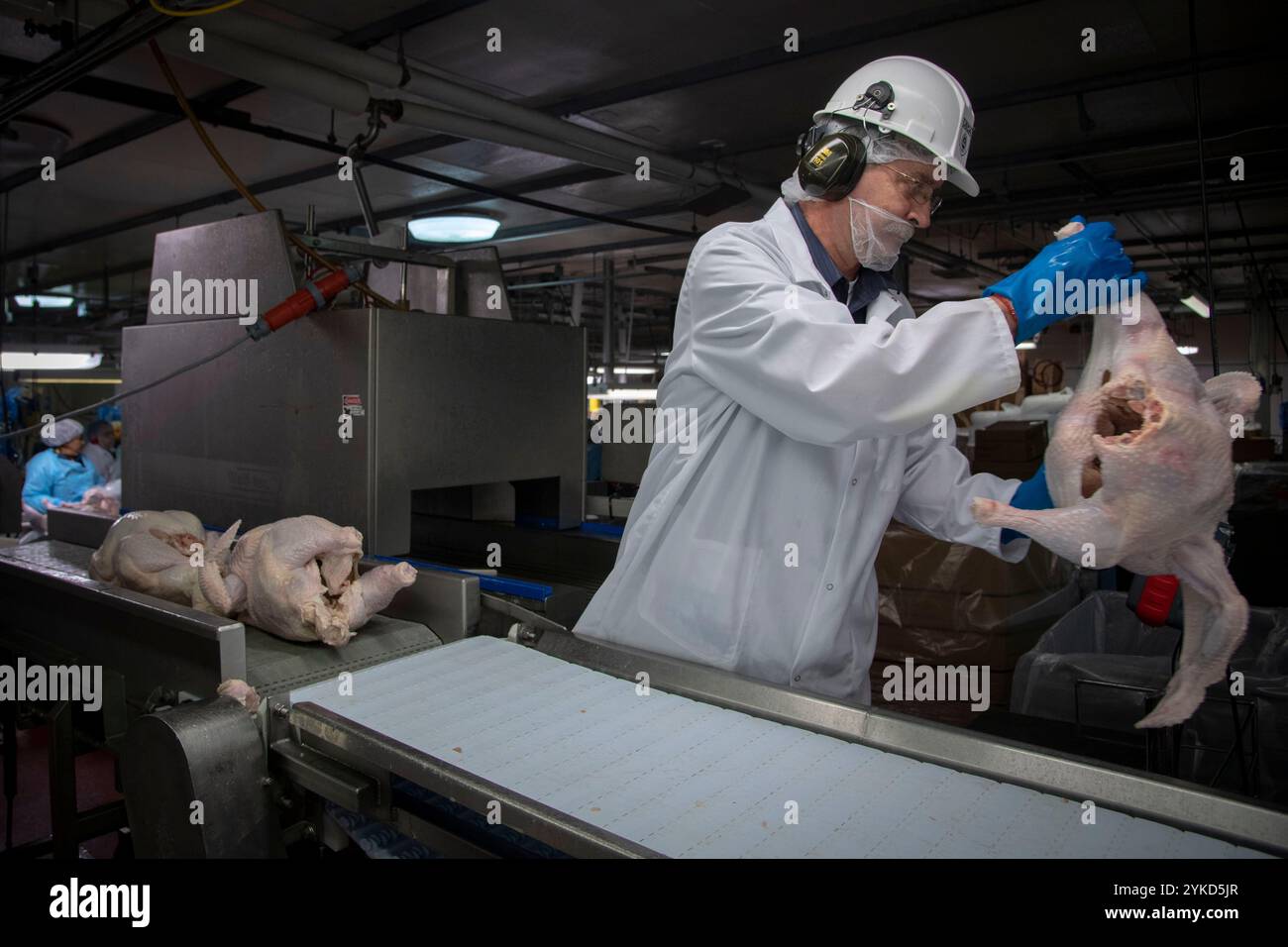 Turkey inspection and production at a U.S. poultry processor Stock ...