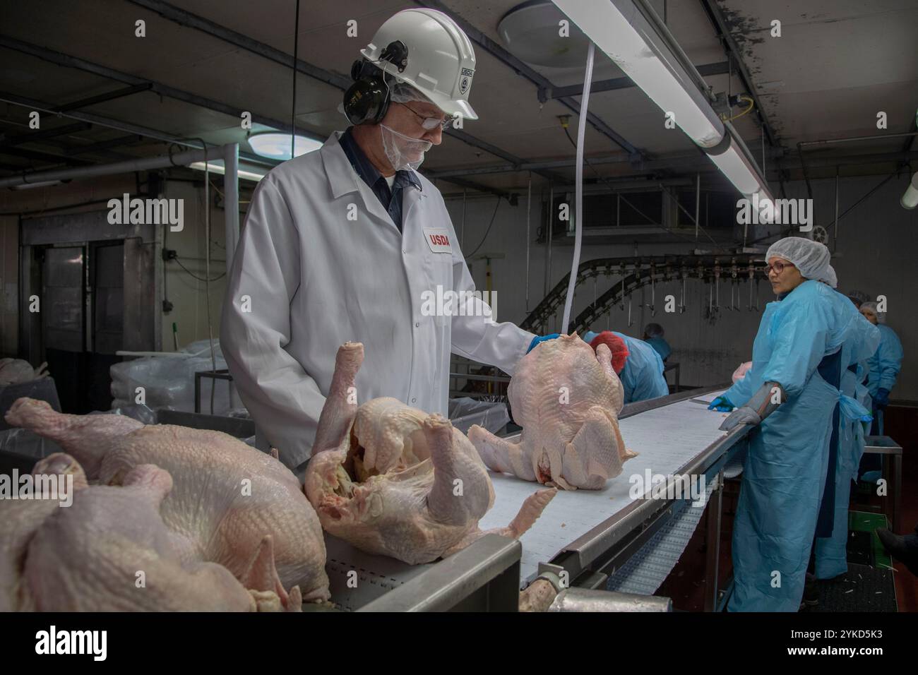 Turkey inspection and production at a U.S. poultry processor Stock ...