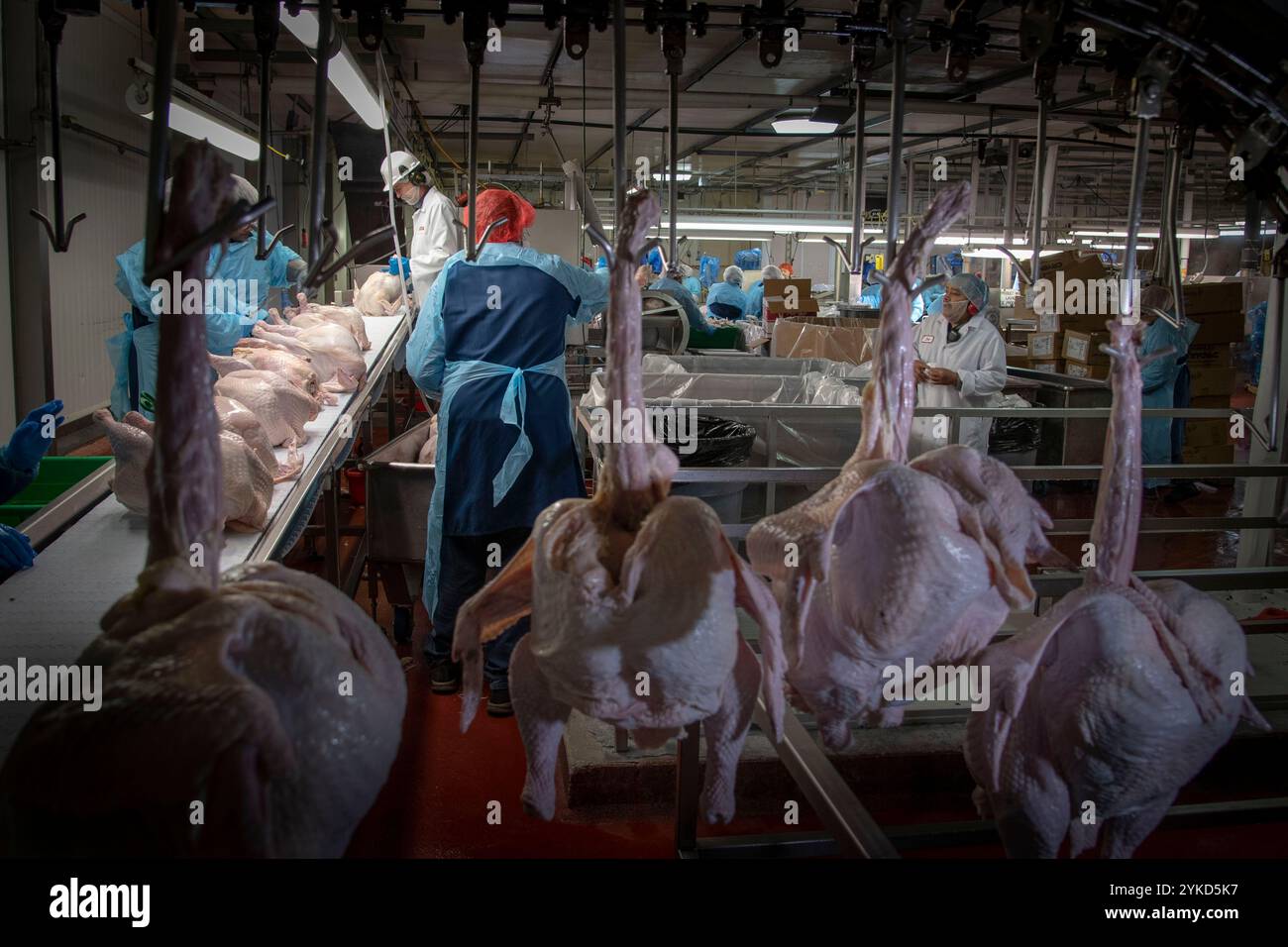 Turkey inspection and production at a U.S. poultry processor Stock ...