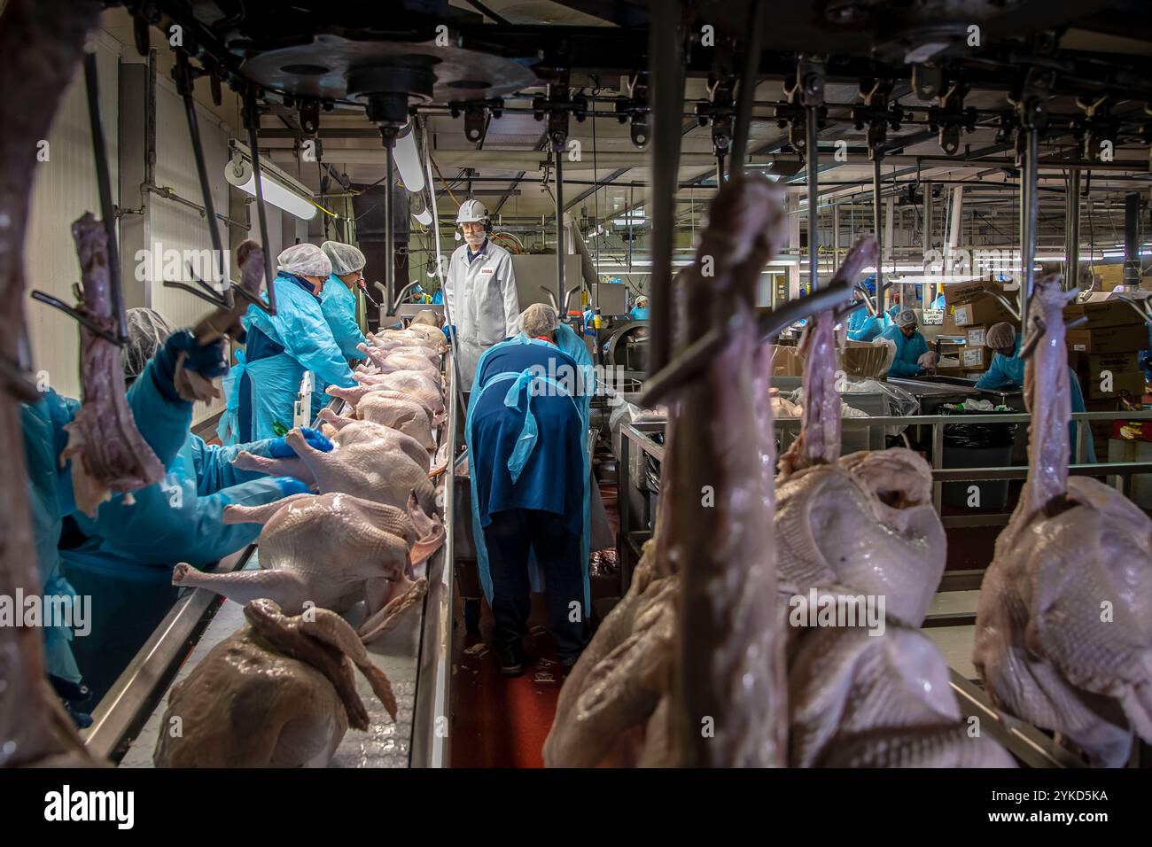 Turkey inspection and production at a U.S. poultry processor Stock ...