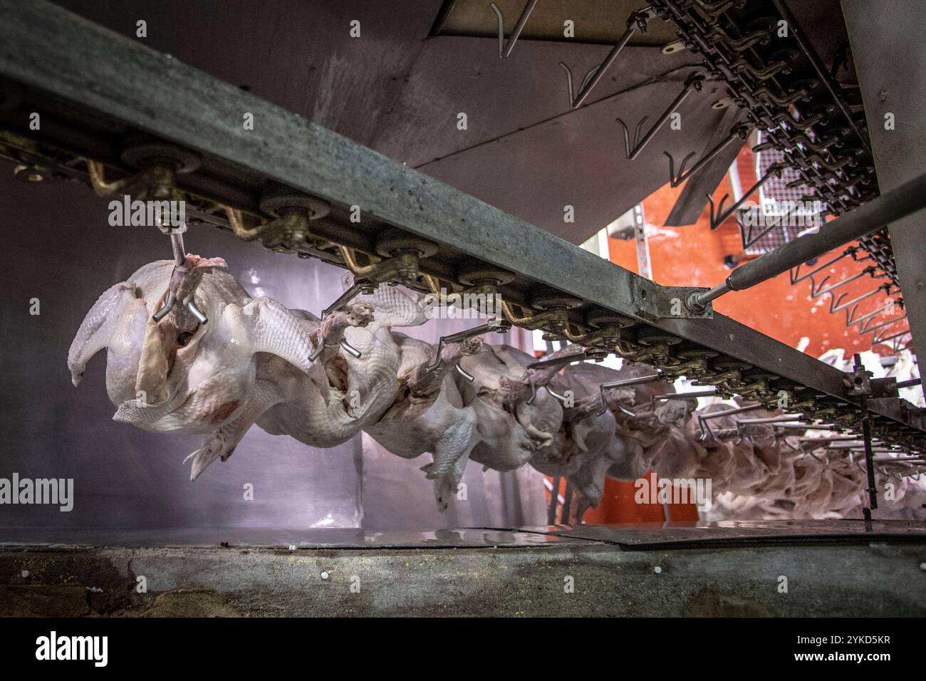 Poultry processing industry hi-res stock photography and images - Alamy