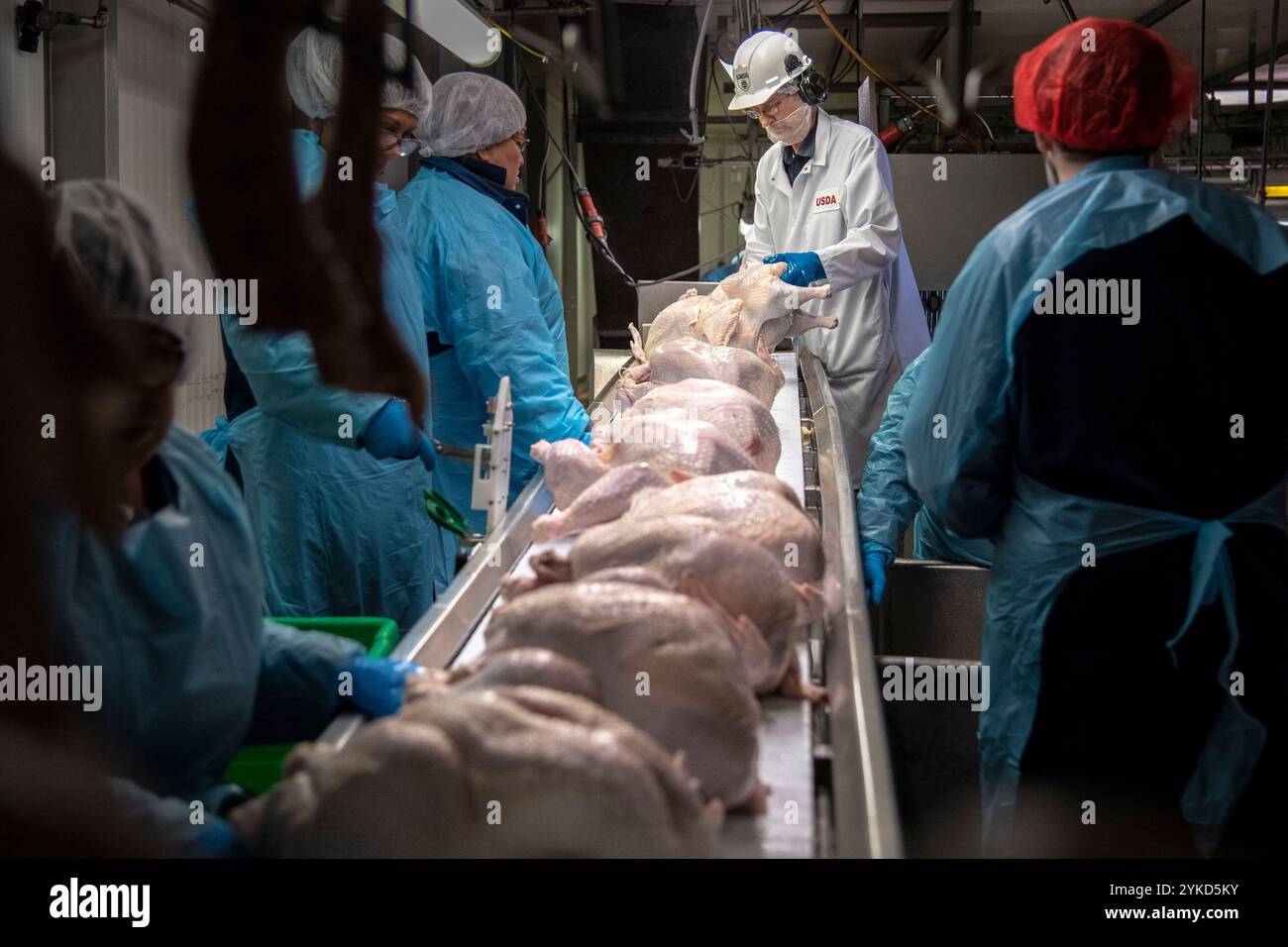 Turkey inspection and production at a U.S. poultry processor Stock ...