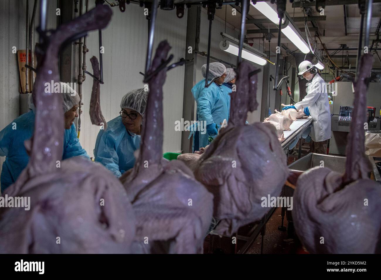 Turkey inspection and production at a U.S. poultry processor Stock ...