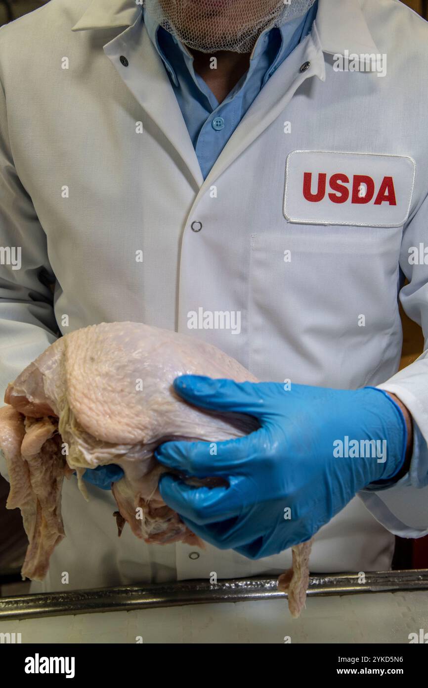 Turkey inspection and production at a U.S. poultry processor Stock ...