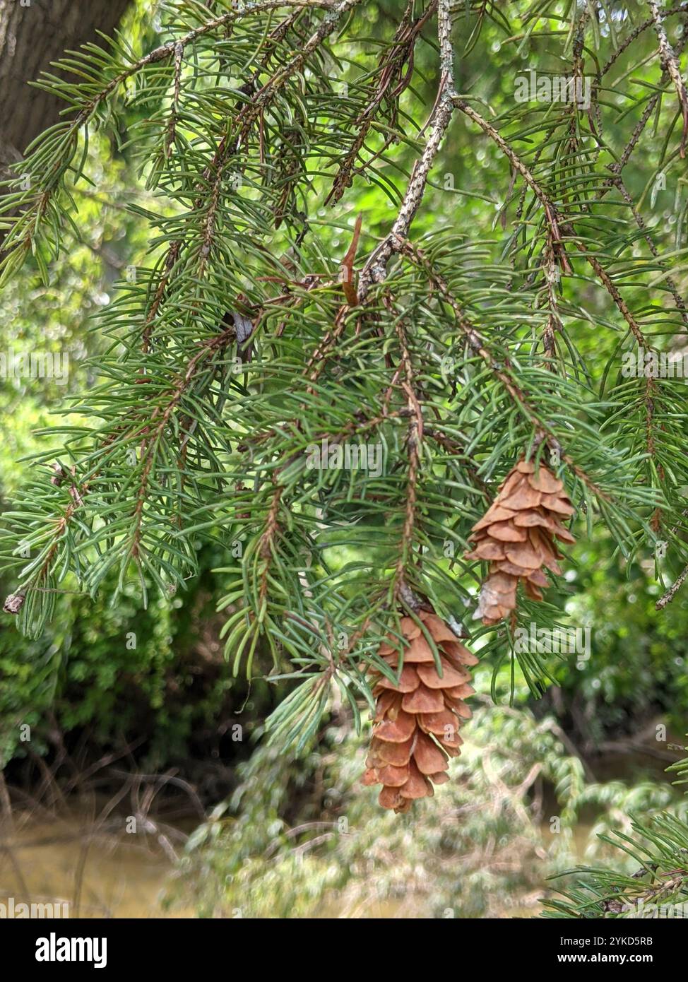 white spruce (Picea glauca Stock Photo - Alamy