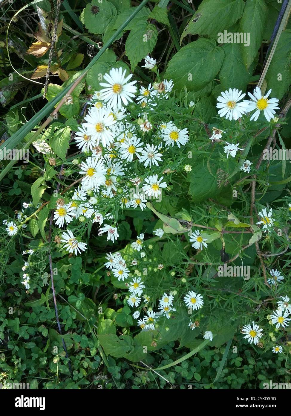 hairy white oldfield aster (Symphyotrichum pilosum Stock Photo - Alamy