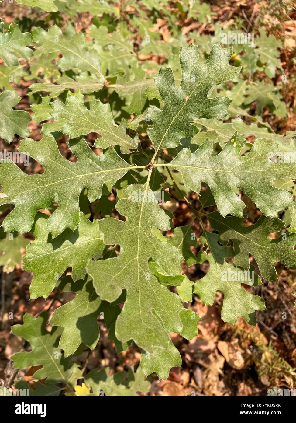 California black oak (Quercus kelloggii Stock Photo - Alamy