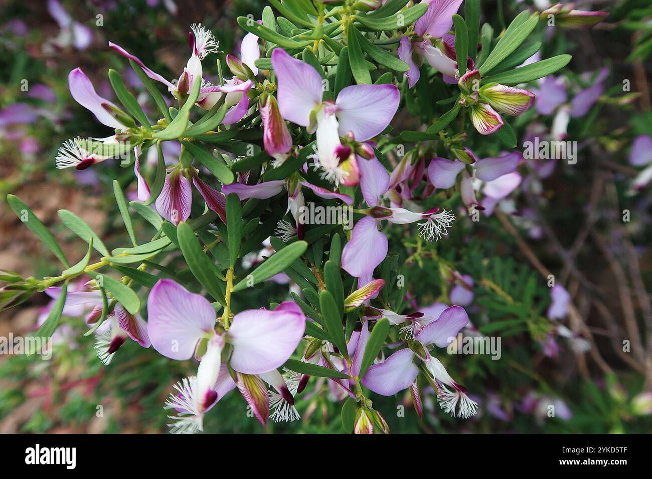 Pineleaf Septemberbush (Polygala myrtifolia pinifolia Stock Photo - Alamy