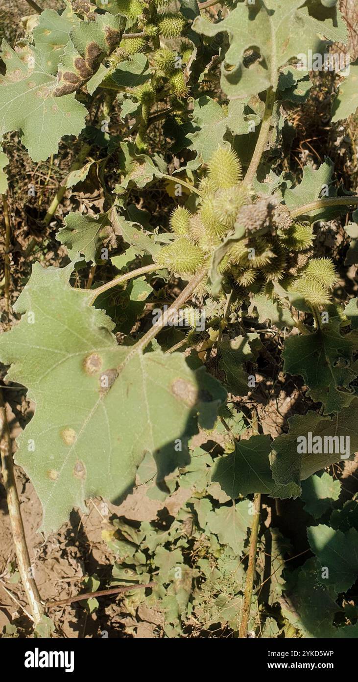 common cocklebur (Xanthium orientale Stock Photo - Alamy
