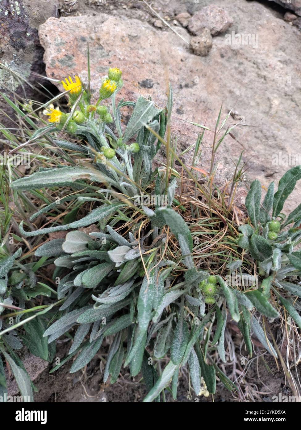 woolly groundsel (Packera cana Stock Photo - Alamy