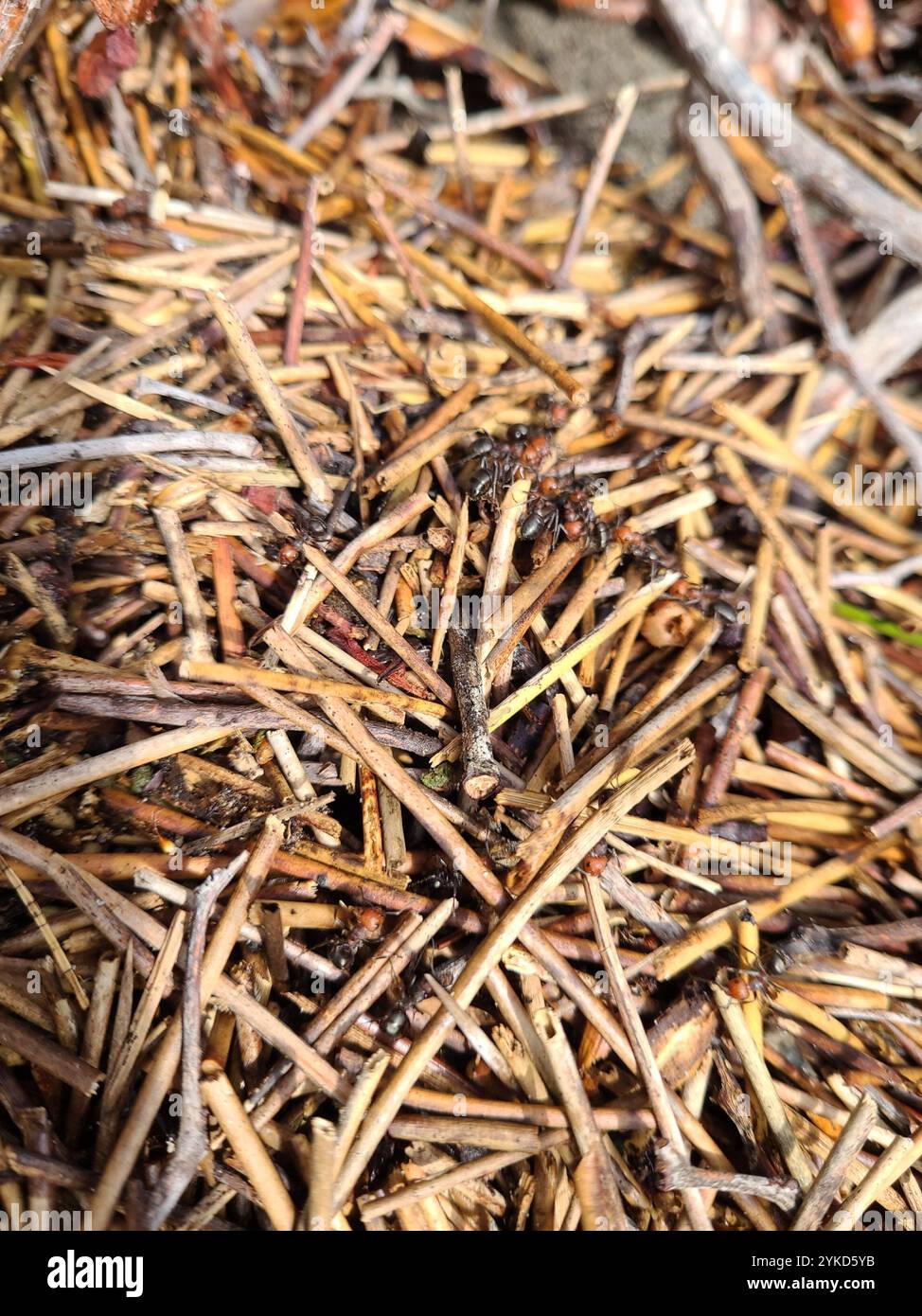 Western Thatching Ant (Formica obscuripes Stock Photo - Alamy