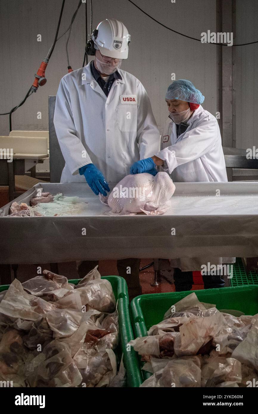 Turkey inspection and production at a U.S. poultry processor Stock ...