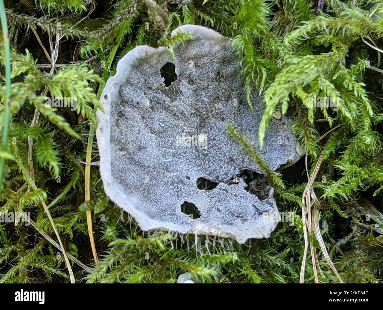 membranous pelt lichen (Peltigera membranacea Stock Photo - Alamy