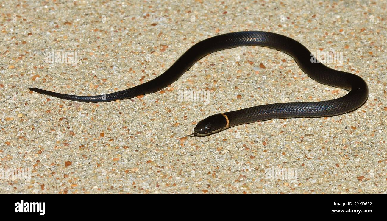 ring-necked snake (Diadophis punctatus Stock Photo - Alamy